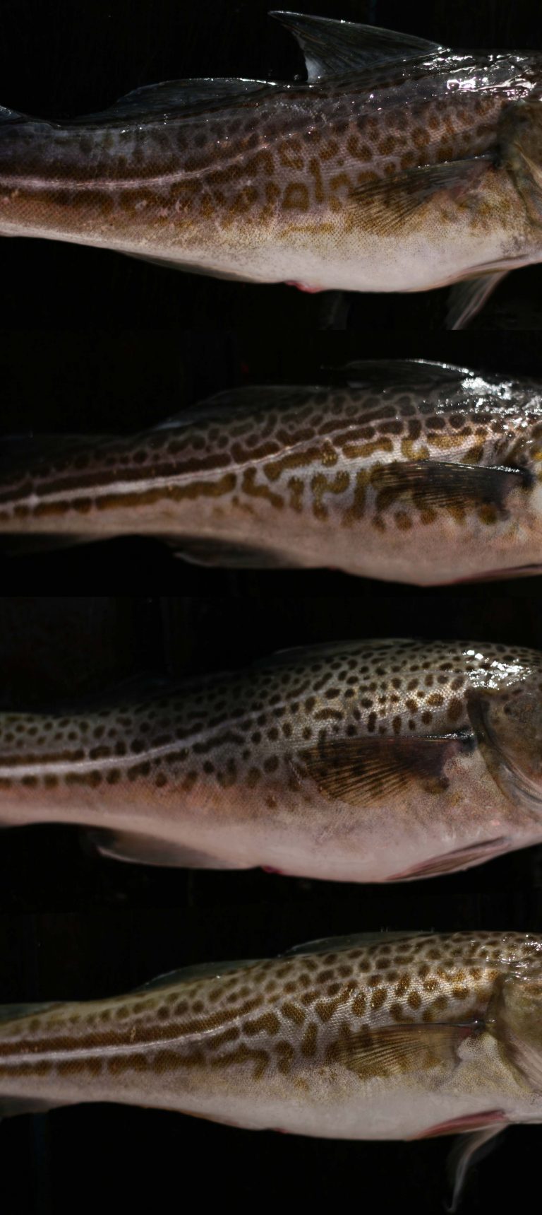 King cod! | Integrative Baltic Time Series Analysis with RV ALKOR