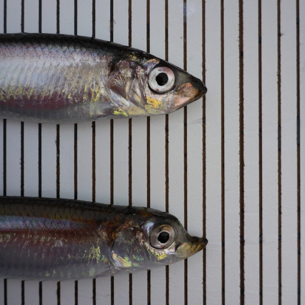 King cod! | Integrative Baltic Time Series Analysis with RV ALKOR