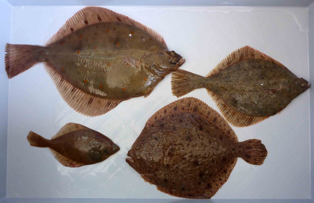 Fish talk! | Integrative Baltic Time Series Analysis with RV ALKOR