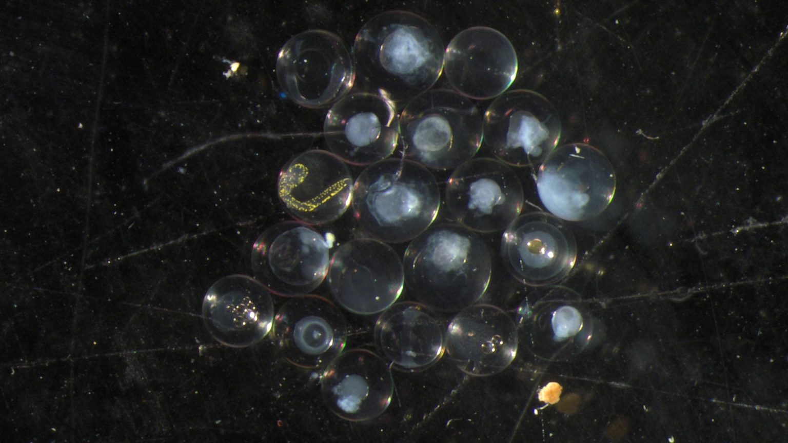 Egg hunt! | Integrative Baltic Time Series Analysis with RV ALKOR