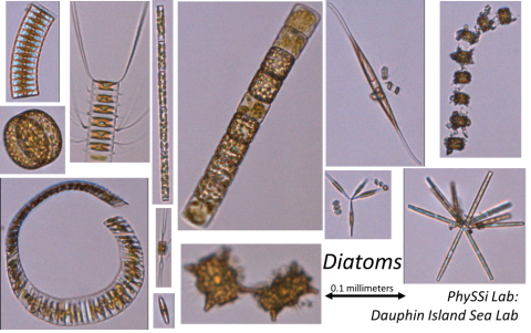 Tracing silicon to learn about diatoms | Coastal Upwelling Systems in a ...