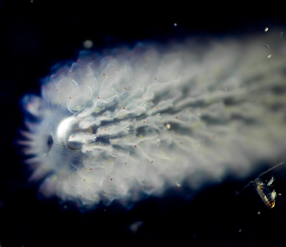 M133 – Multinet Sampling | My Science Cruise